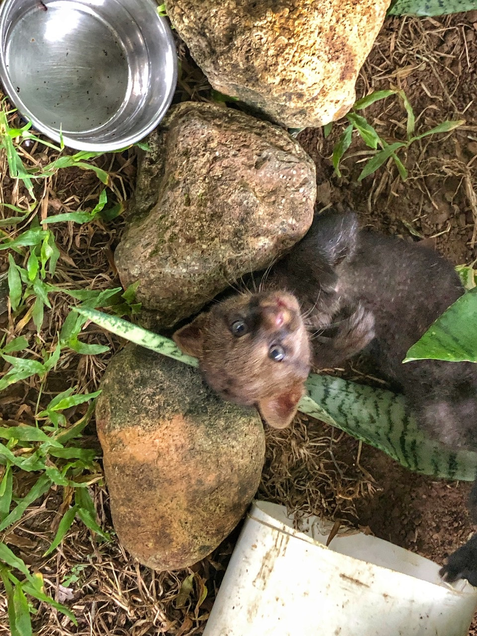 Our Jungle Book: Raising a Wildcat in Panama - Explorer Genes