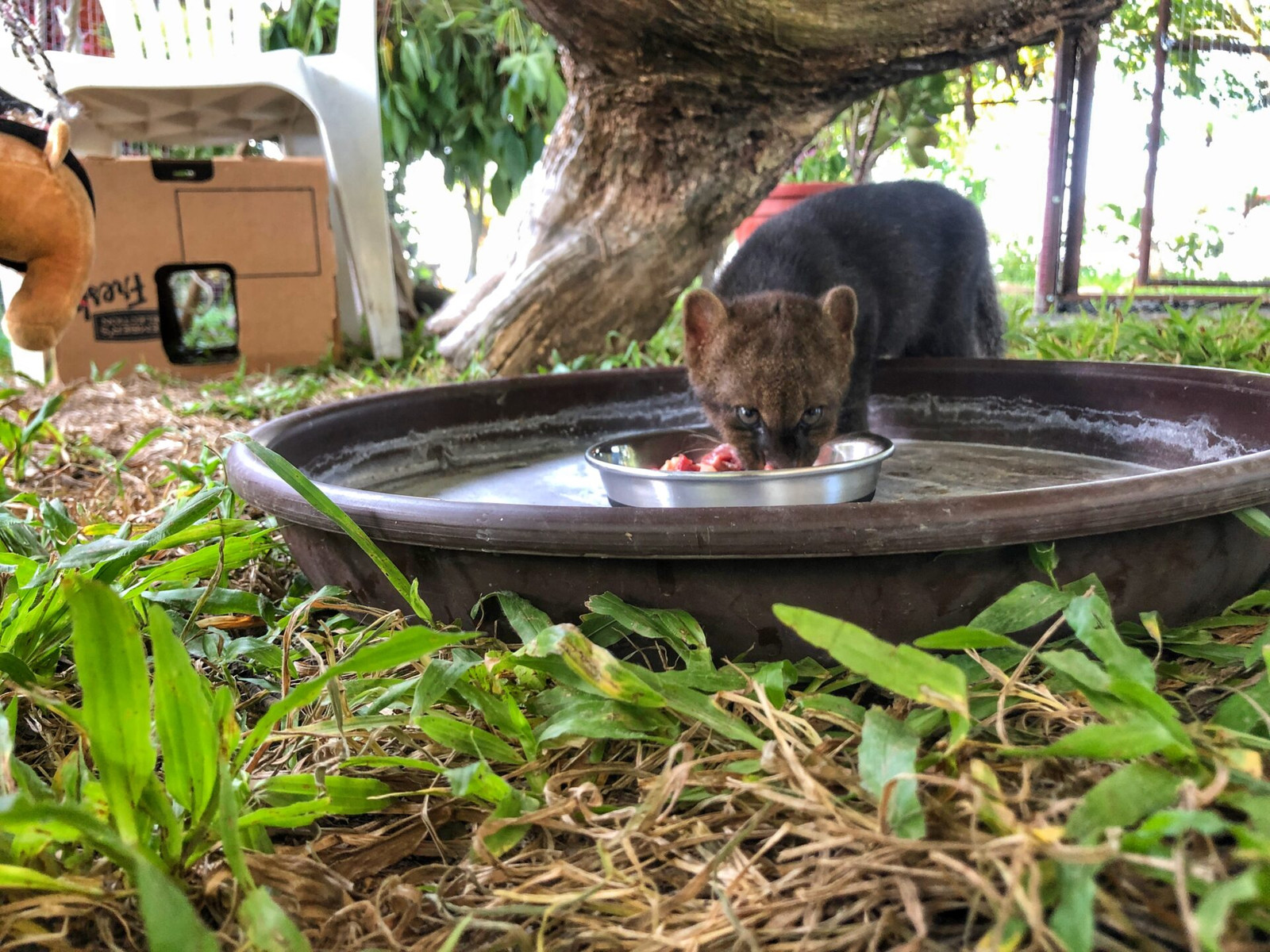 Our Jungle Book: Raising a Wildcat in Panama - Explorer Genes