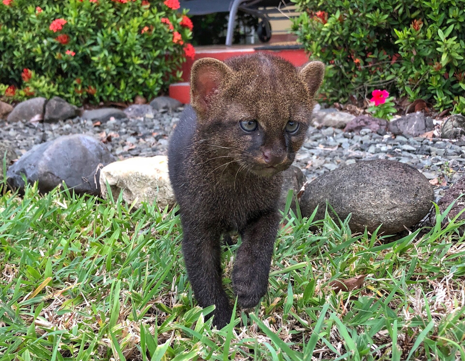 Our Jungle Book: Raising a Wildcat in Panama - Explorer Genes
