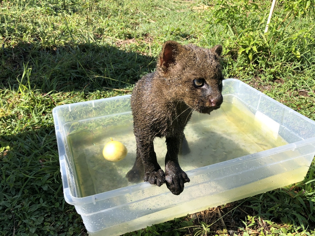 Our Jungle Book: Raising a Wildcat in Panama - Explorer Genes
