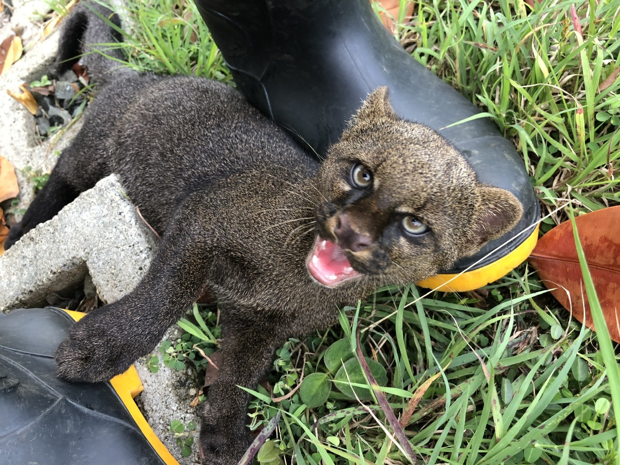 Our Jungle Book: Raising a Wildcat in Panama - Explorer Genes