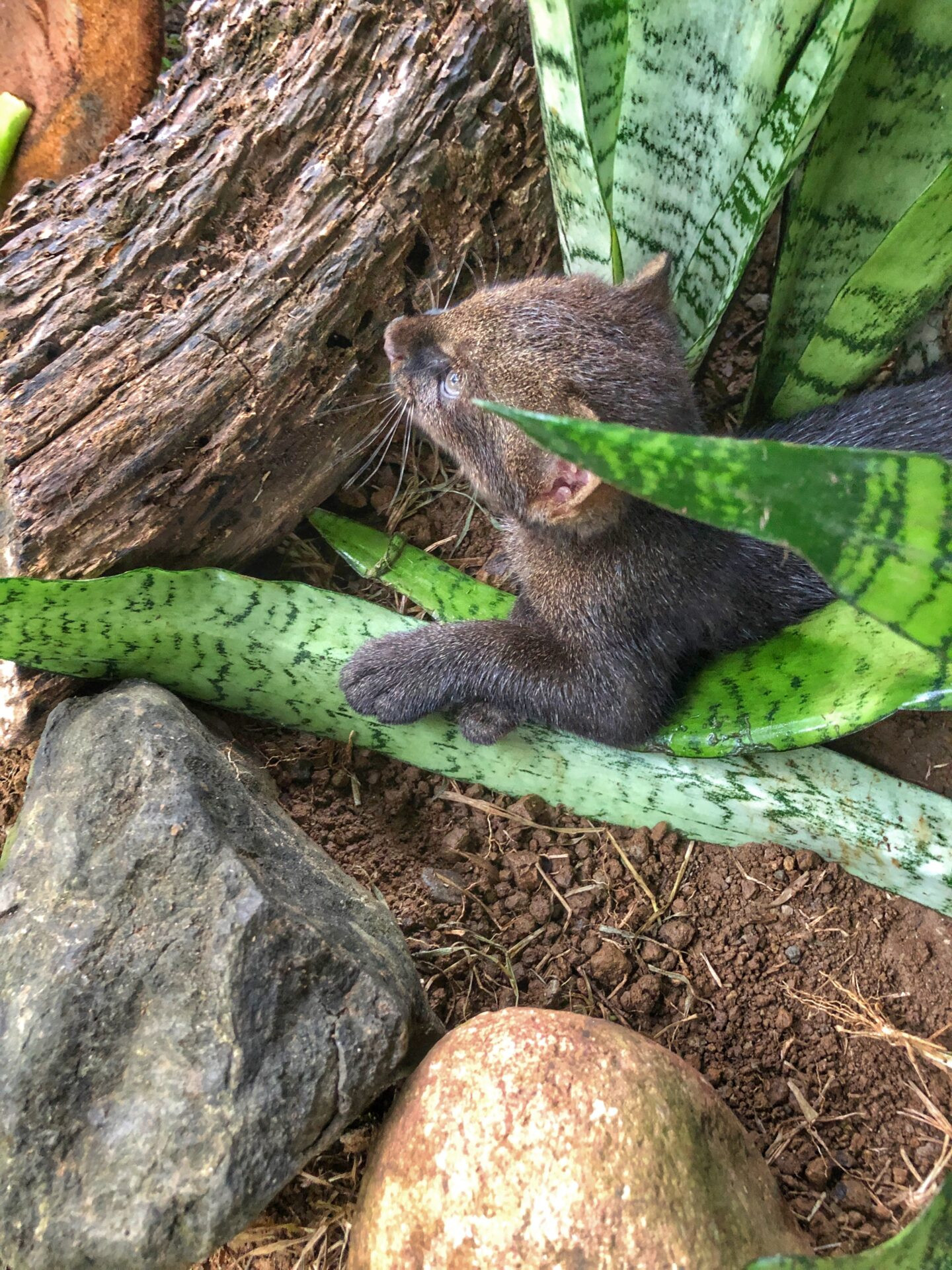 Our Jungle Book: Raising a Wildcat in Panama - Explorer Genes