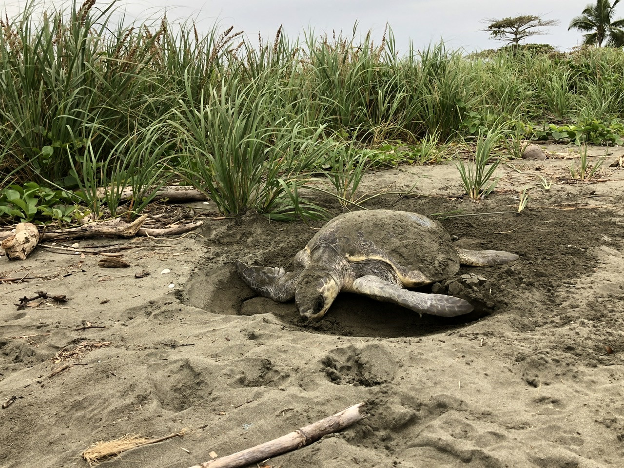 Simplicity and Sea Turtles in Isla Cañas, Panama - Explorer Genes