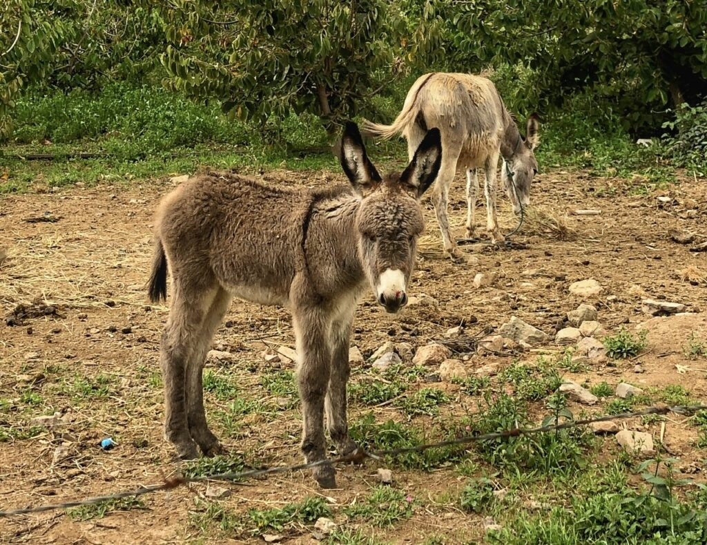 Into the Depths of Colca Canyon, Peru - Explorer Genes