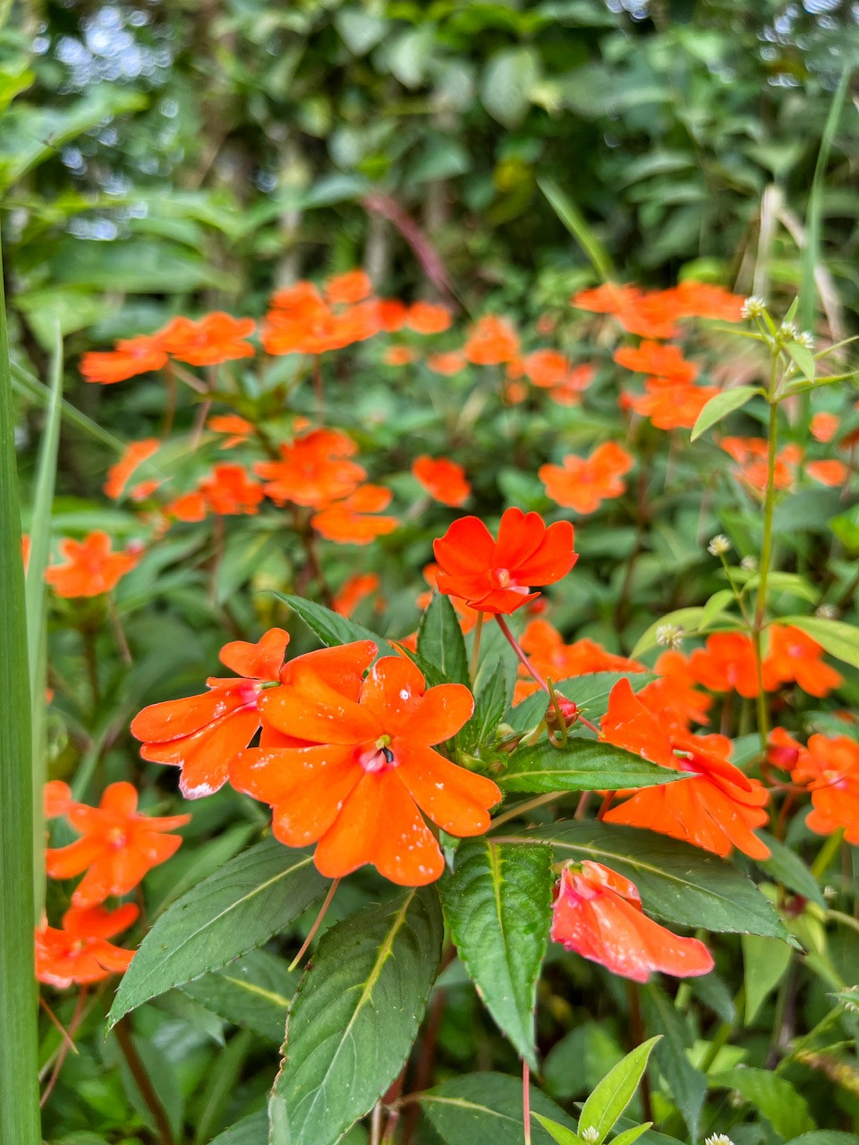 Into the Clouds: The Magic of Mindo, Ecuador - Explorer Genes