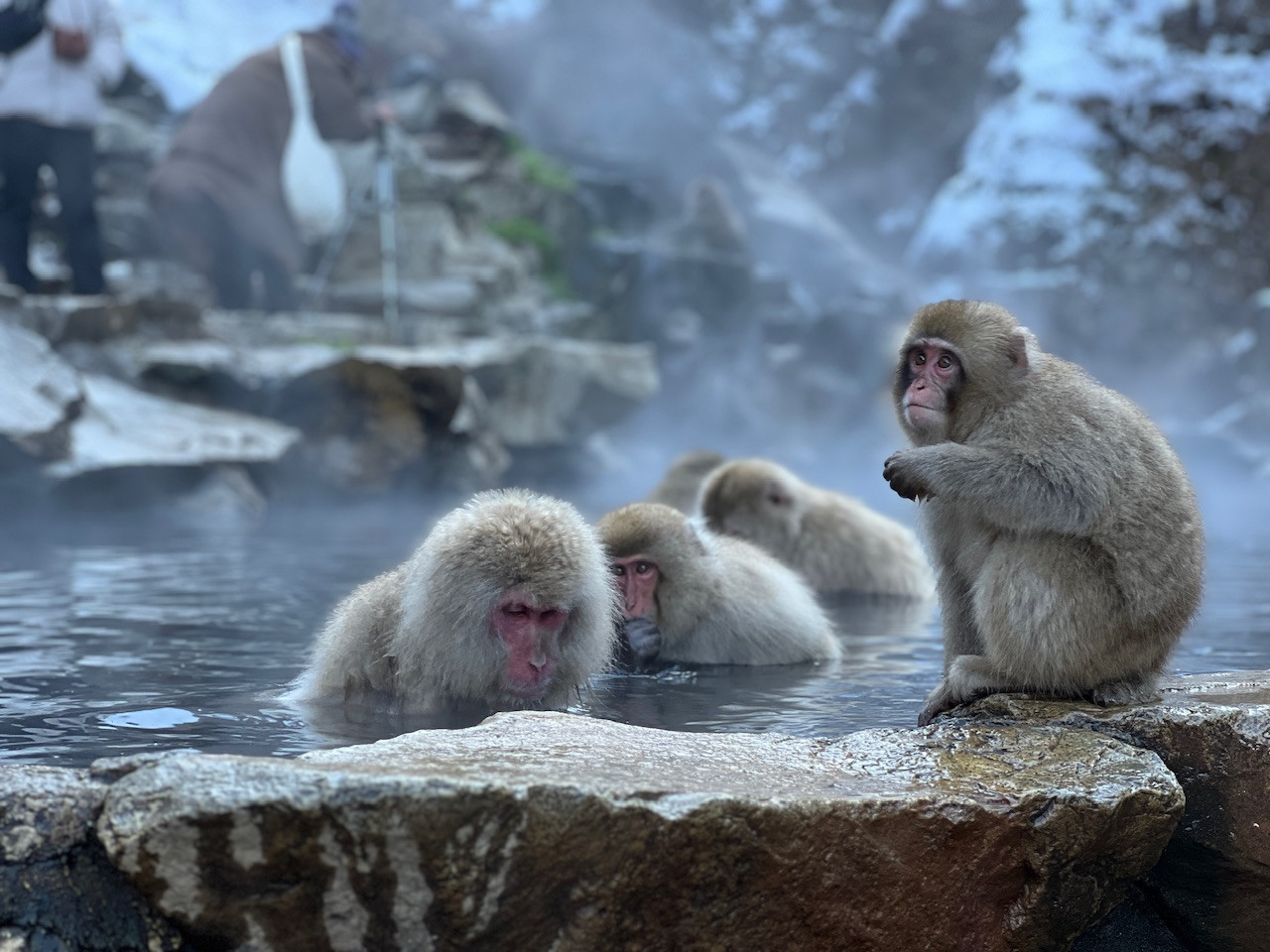 Hot Water and Cold Monkeys at Jigokudani Yaen Koen, Japan - Explorer Genes